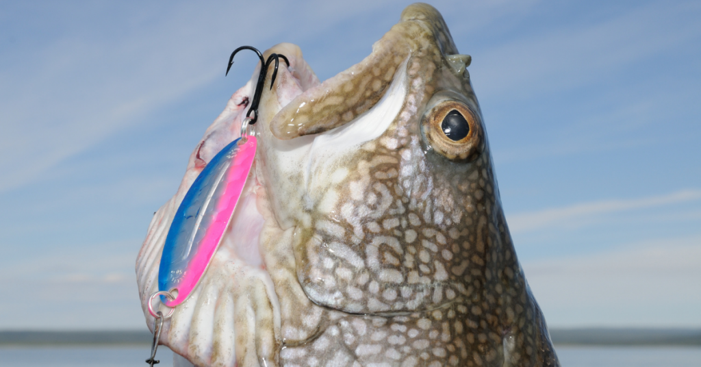 Fishing Talk: Take the Bait! - Power Boating Magazine