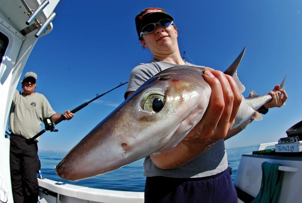 Sharks: Myths vs. Reality - Power Boating Magazine